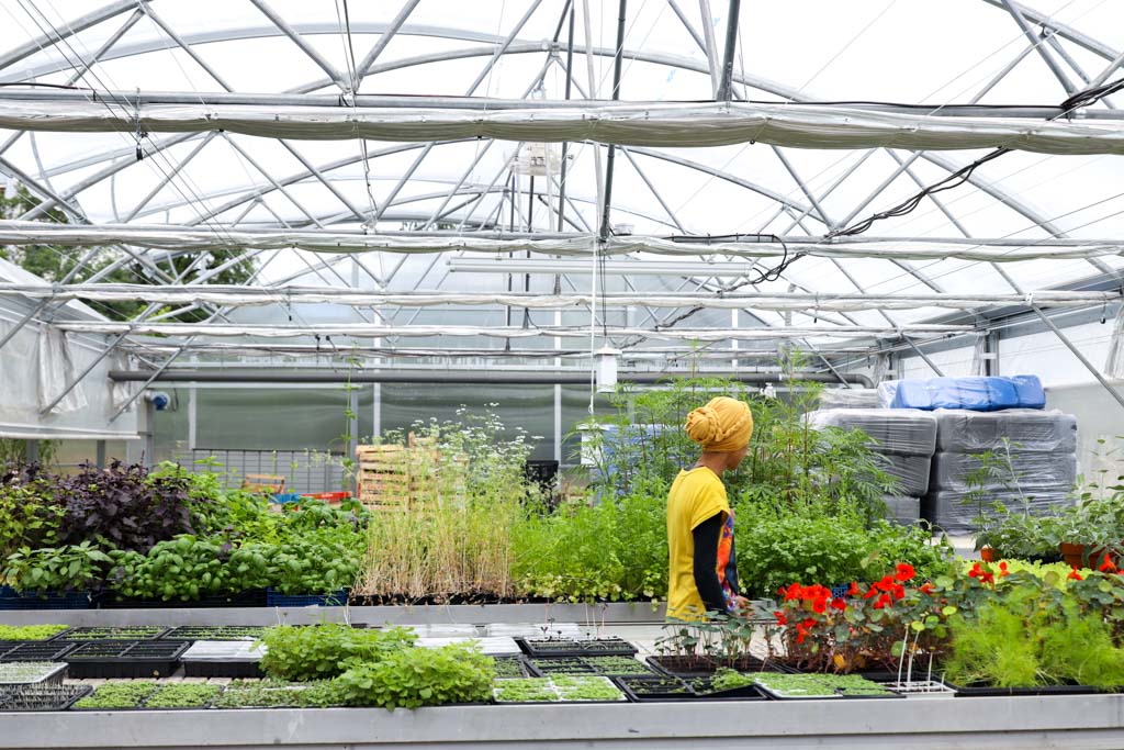 [Presse] - Millepousses